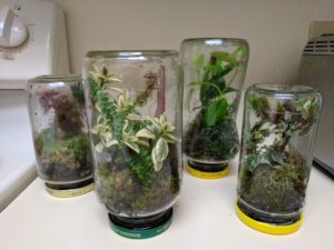 terrarium – Aesthetics of Design
