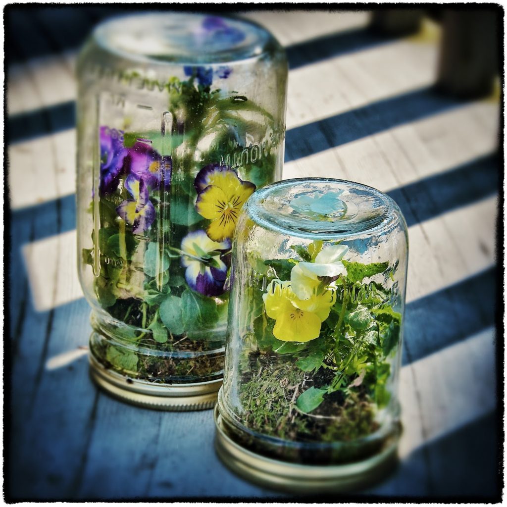 Upcycle Progress: Jar Terrariums – Aesthetics of Design