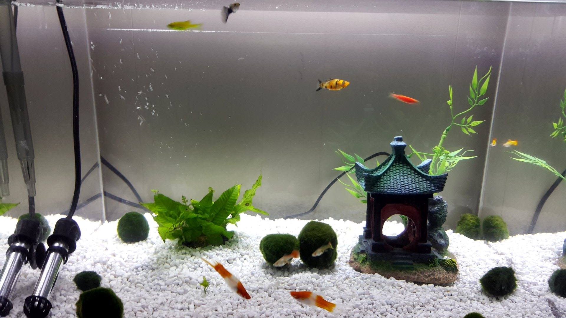 Upside Down Fish Tank – Jason Savath – Aesthetics of Design