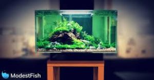 Top 5 Constraints: Duplex Fish Tank – Aesthetics of Design