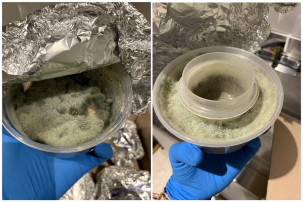 Upcycle Final Report: Papier-Mâché Plants – Aesthetics of Design