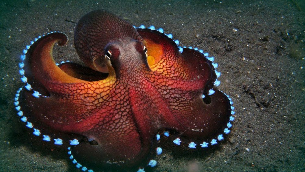 Main Project Inspiration: Octopus laser cut – Aesthetics of Design
