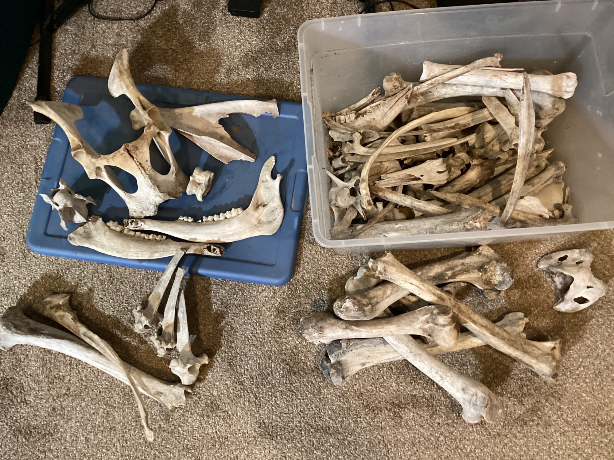 Lamp of Bones: Upcycle Project Update – Aesthetics of Design