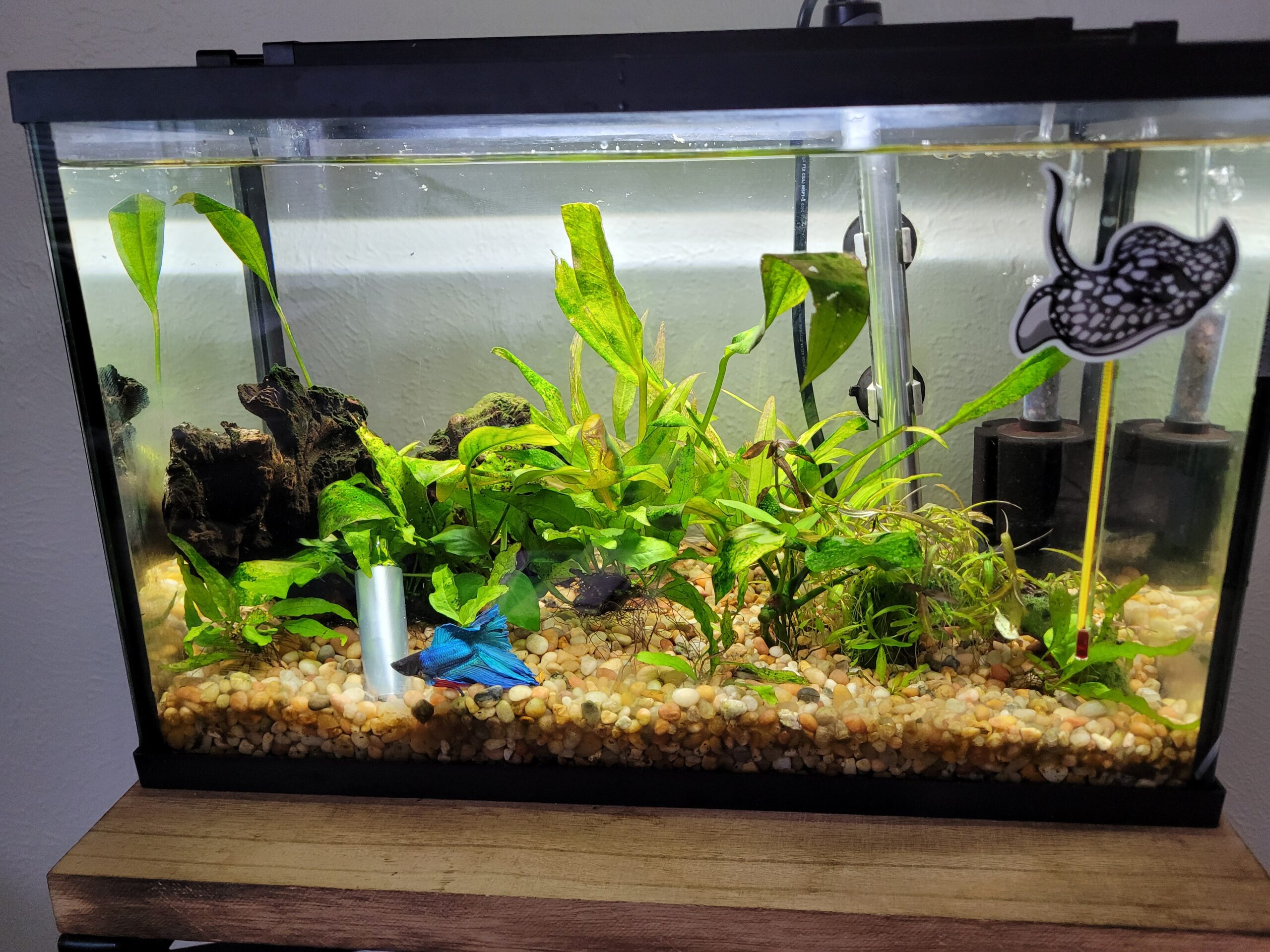 Aquarium Scuba Tank – Aesthetics of Design